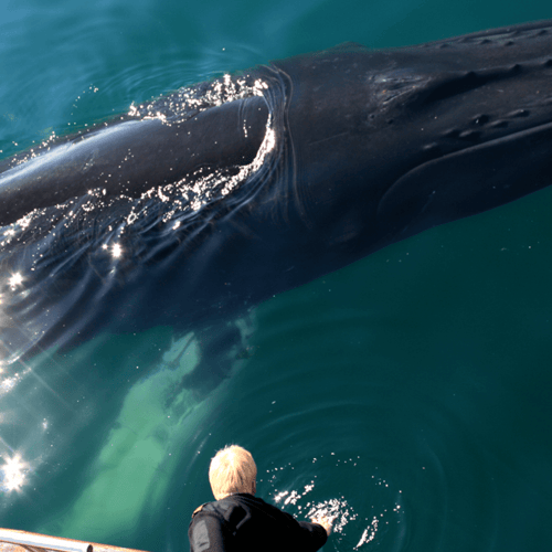 Classic Whale Watching Dalvík Iceland