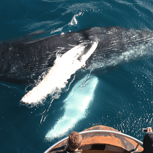 Classic Whale Watching Dalvík Iceland