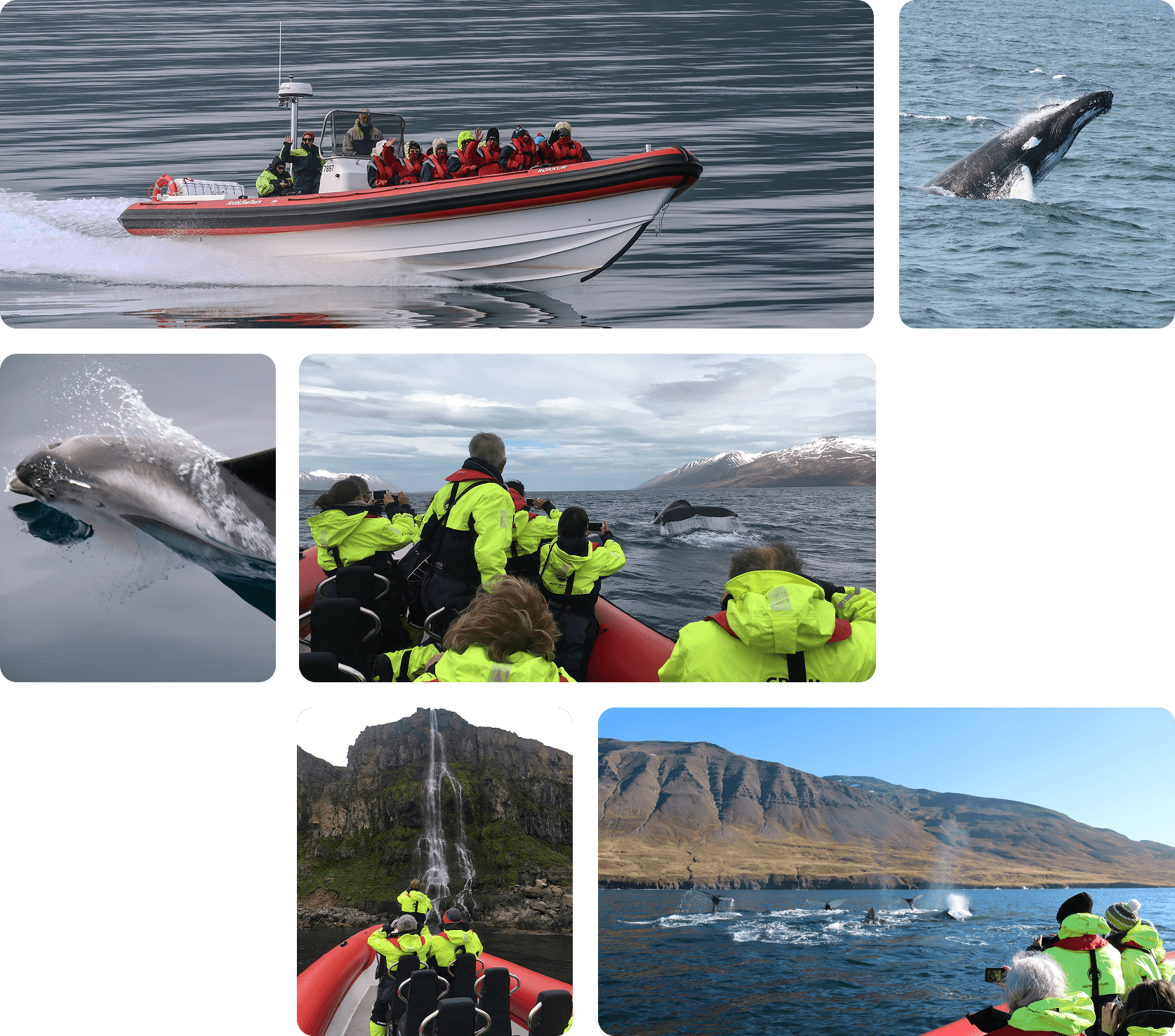Express Whale Watching Dalvík Iceland