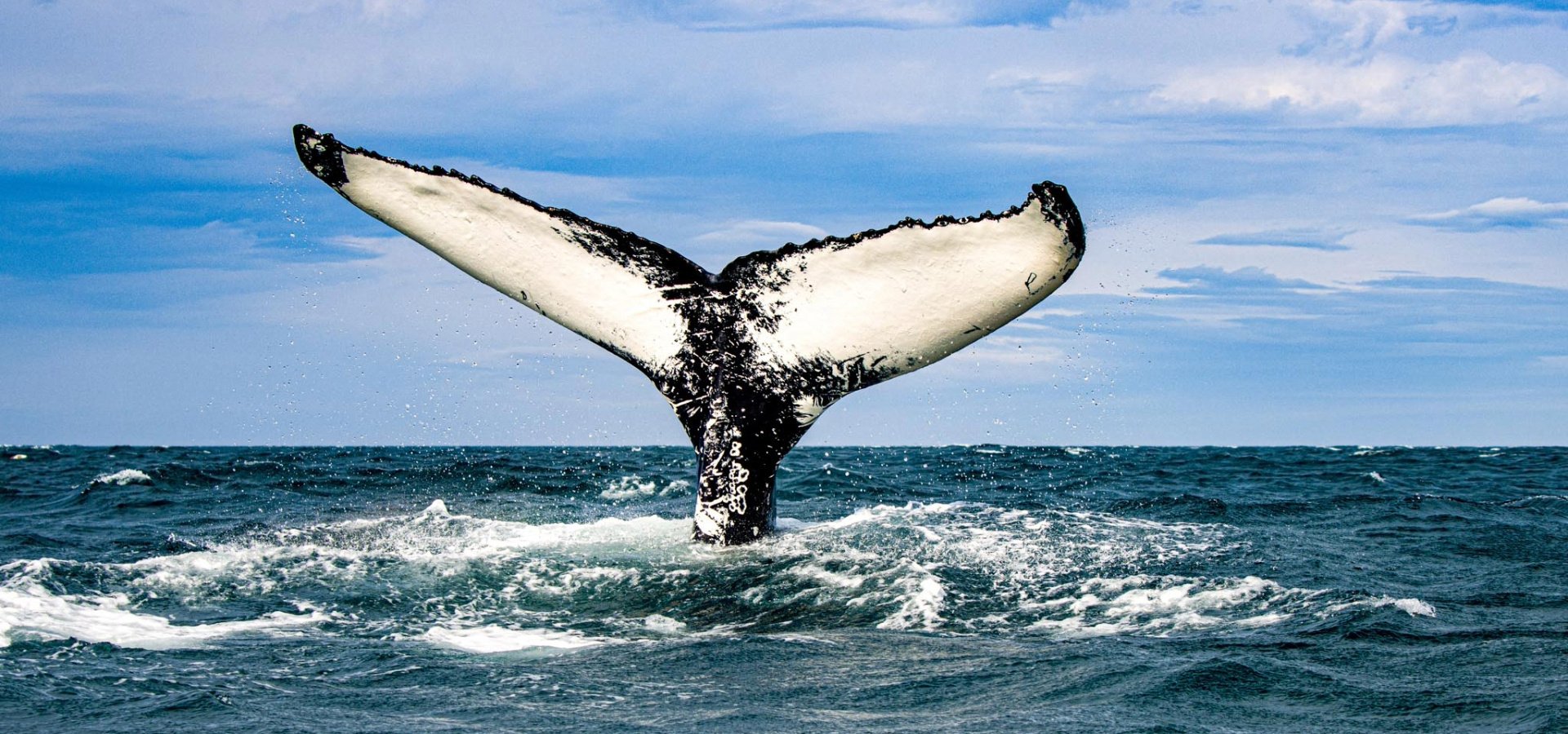 Classic Whale Watching Dalvík Iceland