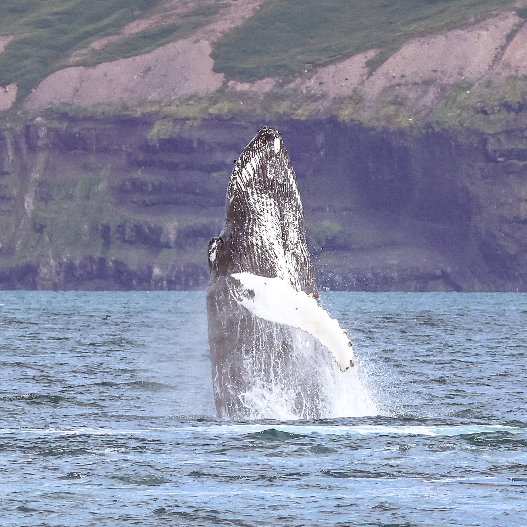 Why Dalvík is One of the Best Whale Watching Locations in the World