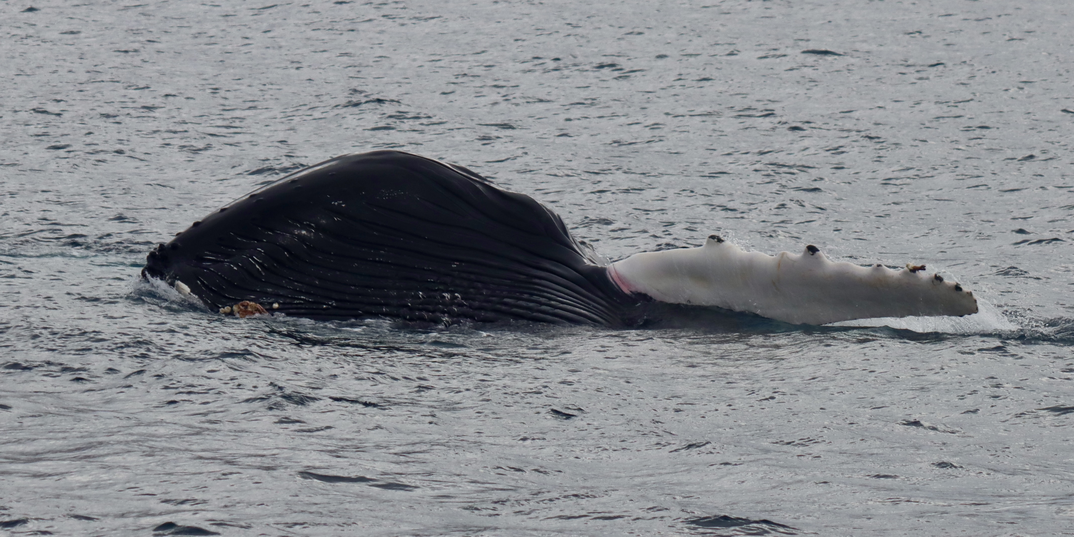 February 2025 Review Arctic Sea Tours – Whale Watching & Máni Upgrades